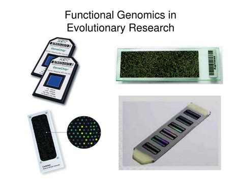 PPT Understanding Microarray Technology In Evolutionary Research PowerPoint Presentation ID