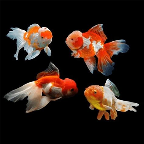 Assorted Oranda 8 10cm Available Roxy Aquarium