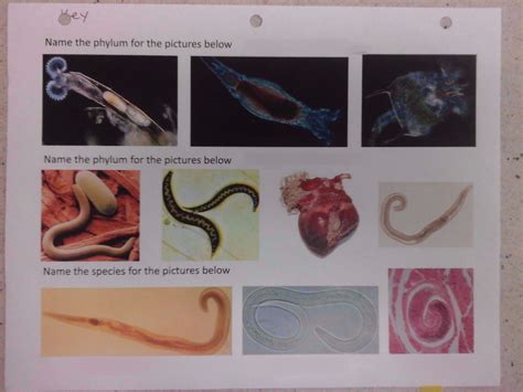 Phylum Nematoda Page 1 Diagram Quizlet