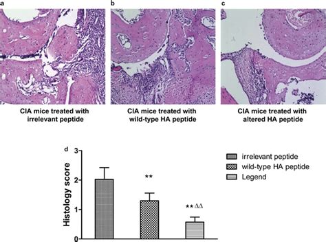 Altered Influenza Virus Haemagglutinin Ha Derived Peptide Is Potent