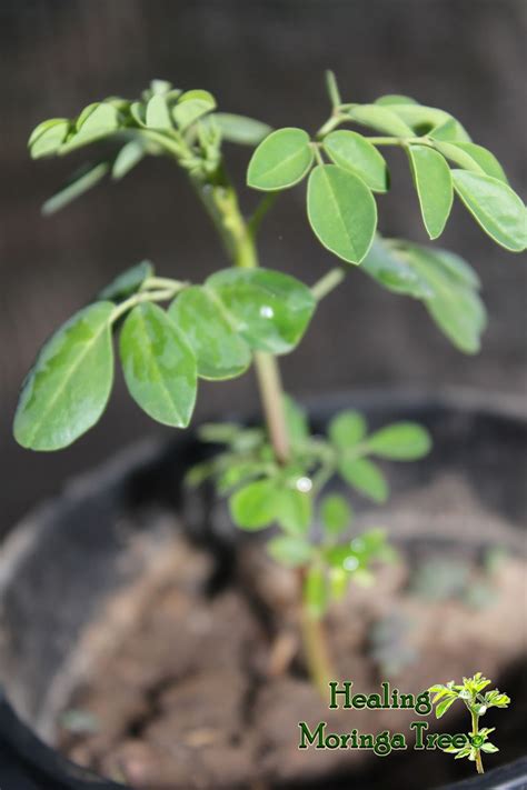 Healing Moringa Tree Buy Organic Moringa Trees Seeds And Beauty Products