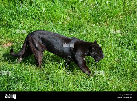 Black Panther Melanistic Jaguar Panthera Onca With Spots Still