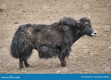 A Yak Graze In Upper Shimshal Rivers At 4800m Altitude Mountain Royalty