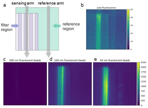 Fluorescent Excitation Using Waveguide Interferometer A Illustration Download Scientific