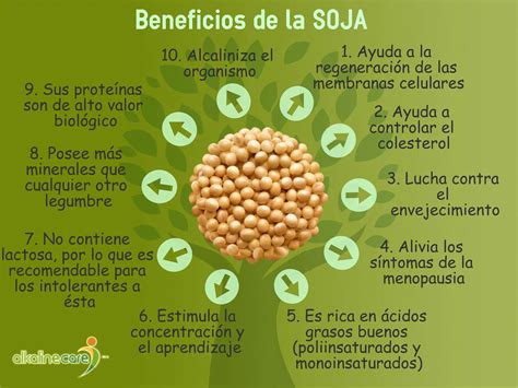 Infografia La Soja Y Sus Beneficios Bilarasa
