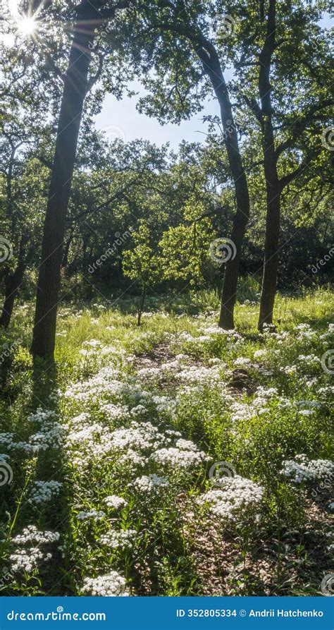 Ecosystem Restoration Project Removing Invasive Species And