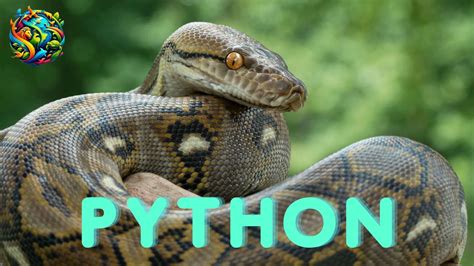 Python The Mysterious And Powerful Serpent Of The Wild
