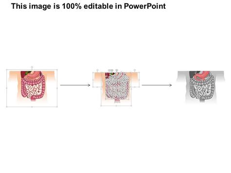 Cell And Molecular Immunology Cells And Tissues Of Immune System Medical Images For