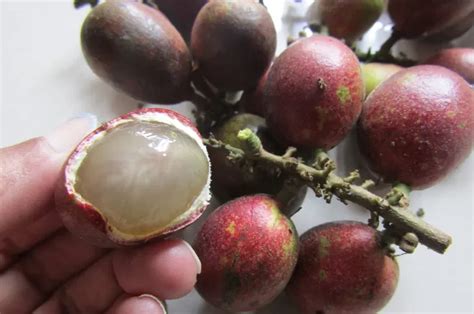 Matoa Buah Kaya Khasiat Dari Papua Yang Punya Tiga Rasa Buah Buahan