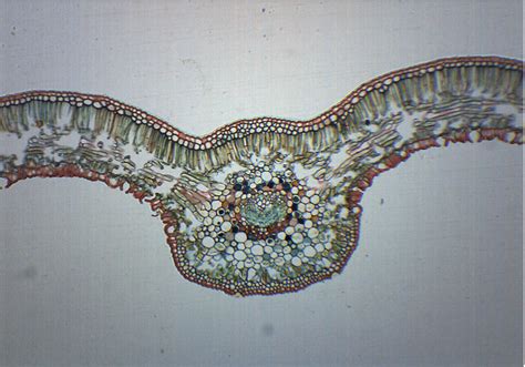 Cycas Leaf Cross Section Prepared Microscope Slide 75x25mm Klm Bio Scientific