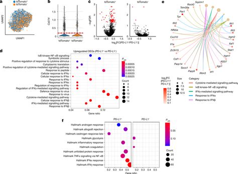 Inflammation Related Phenotypes Of Pd L1⁺p16high Cells A Uniform Download Scientific Diagram