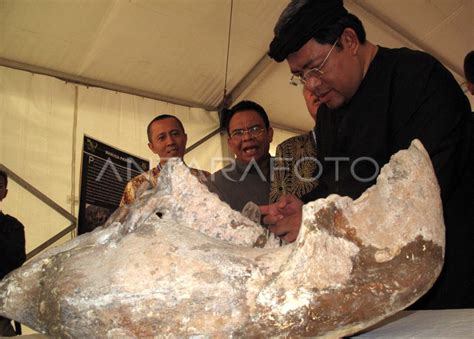 Elephant Jaw Fossils Antara Foto