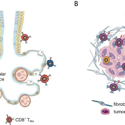 T Rm In Lung Health And Cancer A In The Healthy Lung Cd4 And Cd8