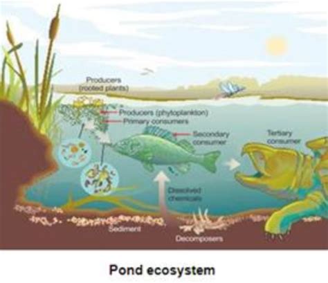 Life Science Vocabulary Ecosystems Diagram Quizlet