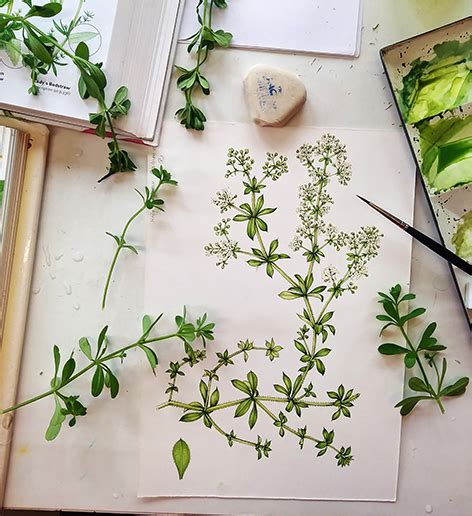 Fsc Foraging Chart Lizzie Harper