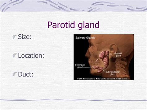 Ppt Dent 1100 Dental Anatomy Powerpoint Presentation Free Download