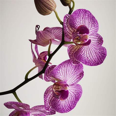 Orchid Flower Dataset Kaggle