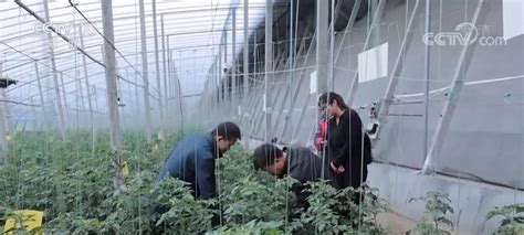 各主产区加强技术指导 保障冬春蔬菜供应我苏网