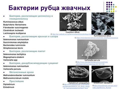Бактерии-симбионты жвачных животных и человека - презентация онлайн