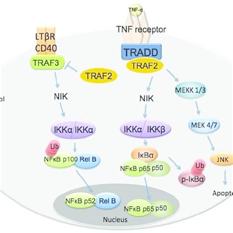 A Schematic Structure Of Traf2 The Full Length Traf2 Is Composed Of
