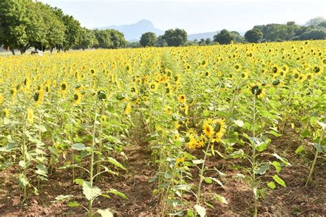ကျောက်ဆည်မြို့နယ် ညောင်ရွှေကျေးရွာတွင် စိုက်ပျိုးထားသော မျိုးစေ့ထုတ်နေက