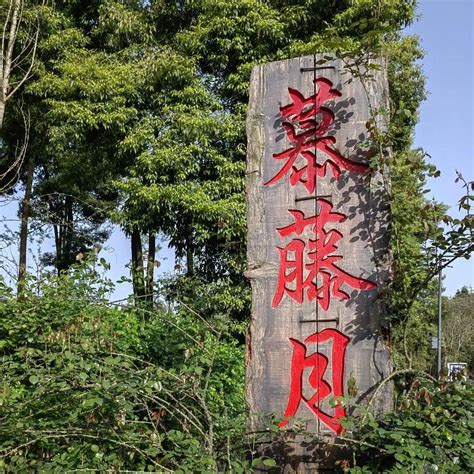 浪漫紫藤花又开！周末安排！ 知乎