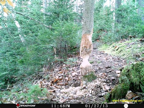 Amazing Photos Of A Beaver Felling Tree On Wildlife Camera Vagabond Way