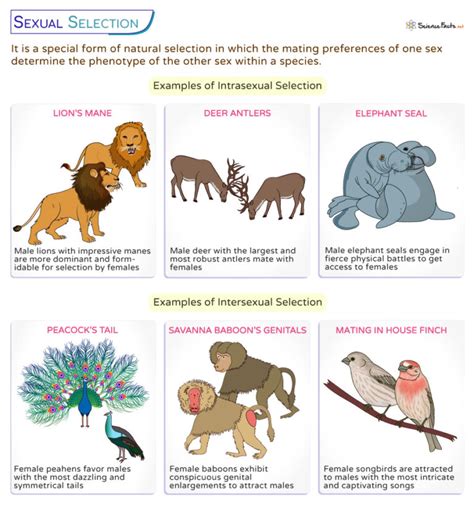 Sexual Selection Definition Types Examples And Graph