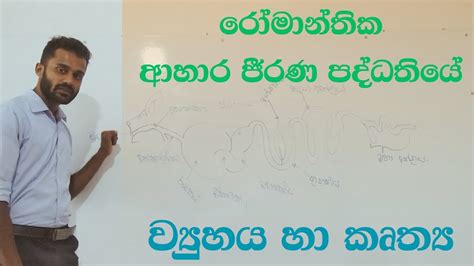 රෝමාන්තික ආහාර ජීරණ පද්ධතියේ වියුහය හා කෘත්‍ය සත්ත්ව පාලනය Youtube