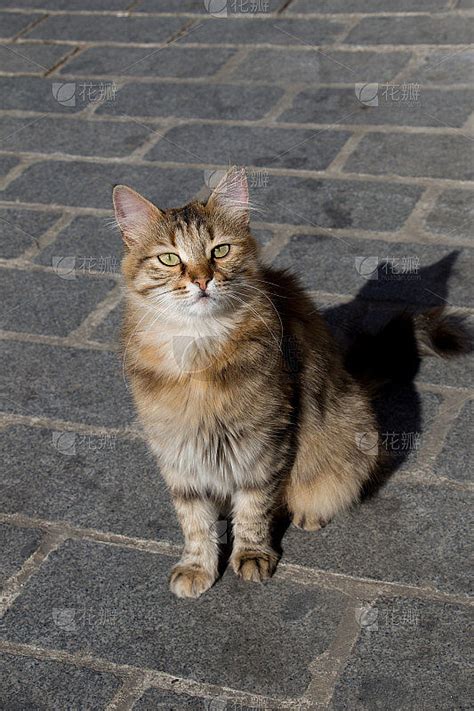 在街上看到一只流浪猫