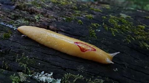 Red Triangle Slug Found In The Forest Youtube