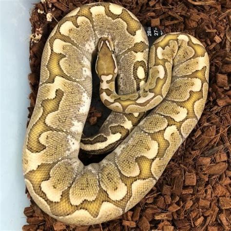 Pastel Bamboo Ball Python The Bamboo Ball Python