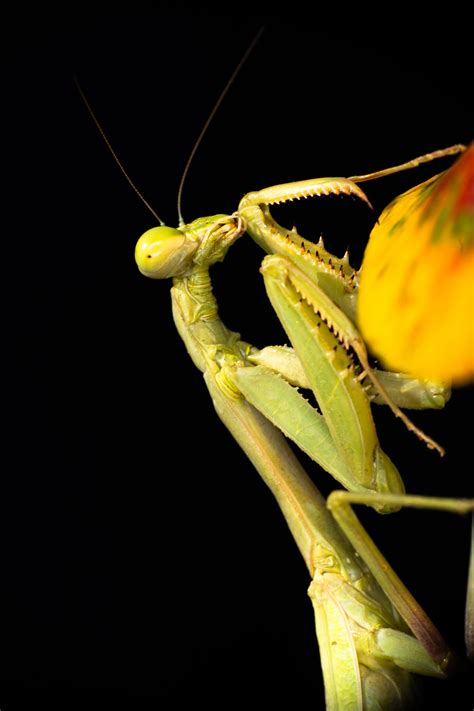 Backyard Praying Mantis Scrolller