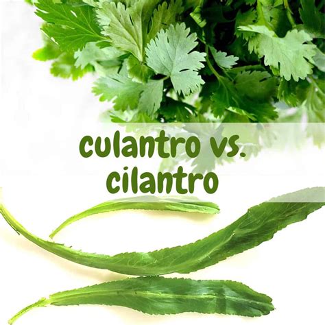 Culantro Leaves