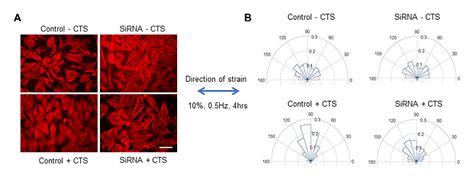Figure 1 From The Myosin And Rhogap Myo9b Influences Osteocyte Dendrite