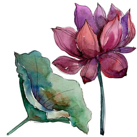 Pink Lotus Flower Floral Botanical Flower Isolated Illustration