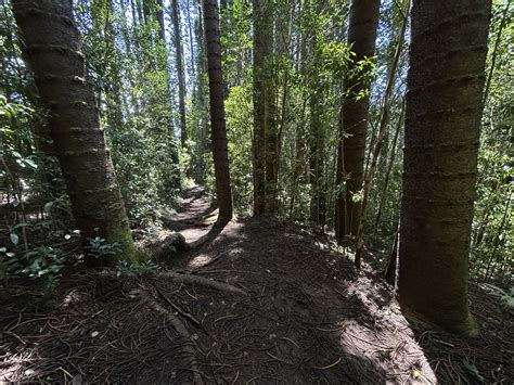 Hiking The Judd Trail And Jackass Ginger Pool On Oʻahu — Noahawaii