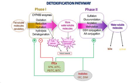 Detoxification Pathway Scheme Showing Isothiocyanates And Indoles