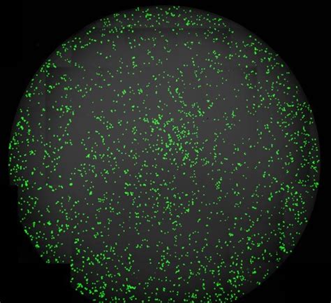 Cellevent™ Caspase 37 Green Readyprobes™ Reagent