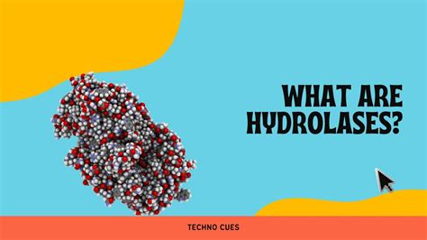 What Are Hydrolases Youtube