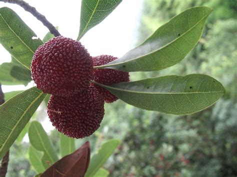 【waxberry】什么意思英语waxberry的翻译音标读音用法例句在线翻译有道词典