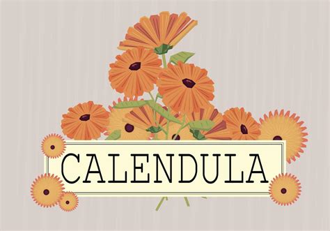 Free Calendula Illustration 134685 Vector Art At Vecteezy