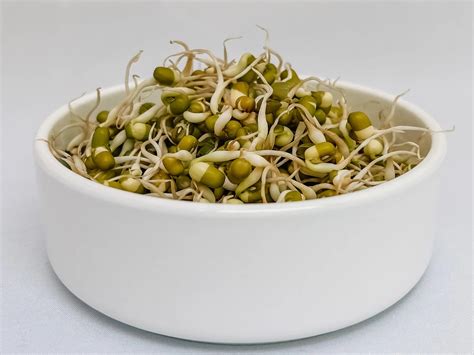 Mung Bean Sprouts Forages