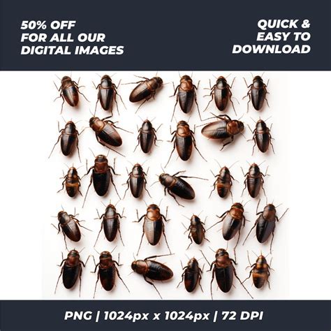 Cockroach Clipart Cockroach Svg Cockroach Png Cockroach Silhouette