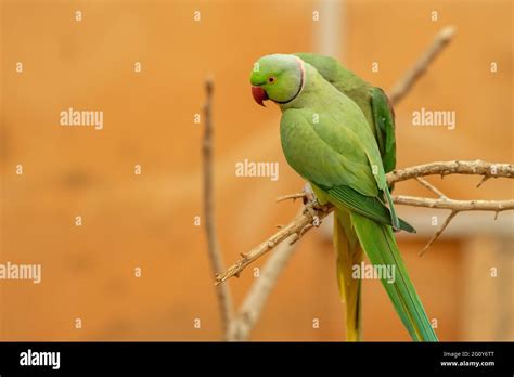 A Close Up Of A Rose Ringed Parakeet Psittacula Krameri In A Tree