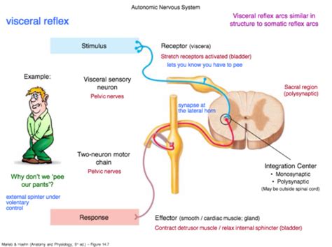 Visceral Reflex And Autonomic Nervous System Signal Transmission