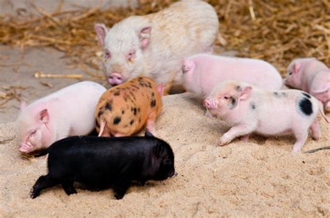 รูปภาพmastschwein เลือกดูภาพถ่ายสต็อก เวกเตอร์ และวิดีโอ130 Adobe Stock