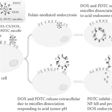 2 Structure Of Caelix ® Doxil ® From Gabizon A Shmeeda H And
