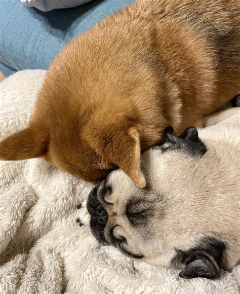きたむら on Twitter お鼻のくっつけ合いぬくい寝