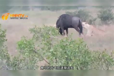 这两头狮子放倒角马，没想到却被刺穿狮子身体，狮子落荒而逃